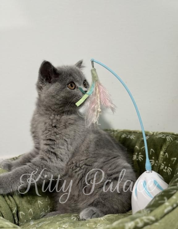 Scottish Straight Blue Cat – Meet Wendy, a Gentle Male Kitten