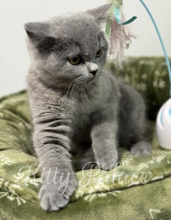 Scottish Straight Blue Cat – Meet Wendy, a Gentle Male Kitten
