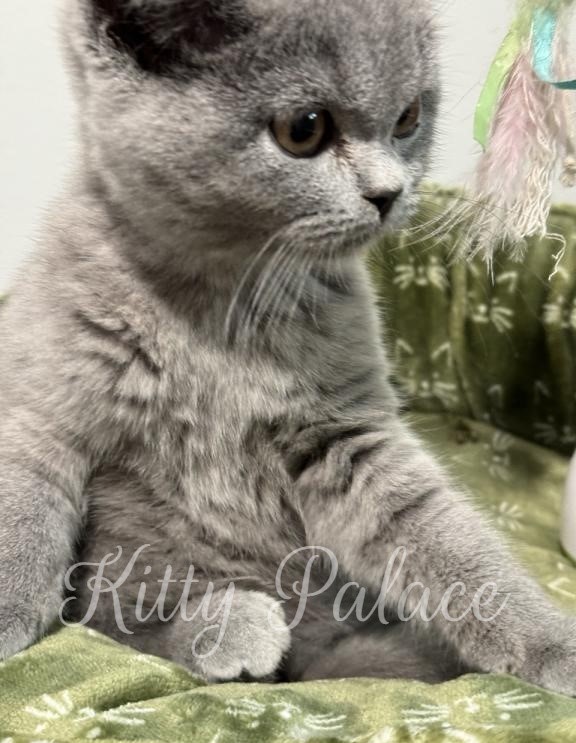 Scottish Straight Blue Cat – Meet Wendy, a Gentle Male Kitten