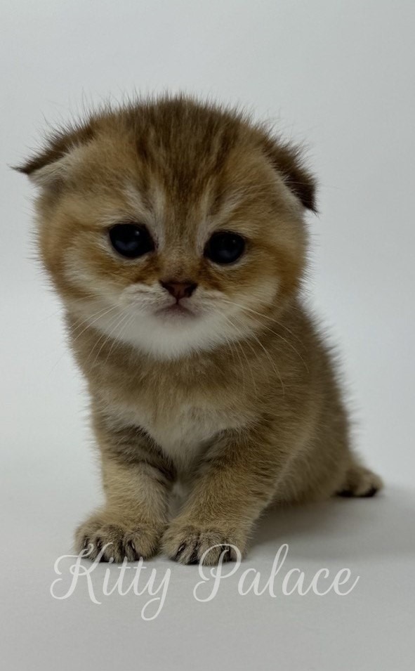 Kitty Palace Cattery - Scottish Fold & Straight Kittens For Sale