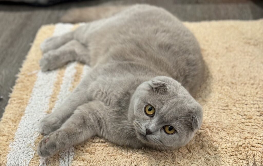 Kitty Palace Cattery - Scottish Fold, Straight & Munchkin Kittens For Sale