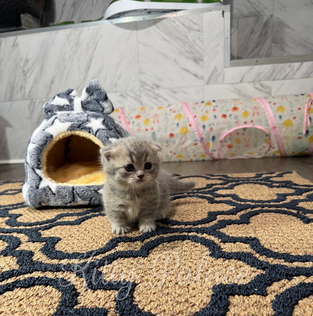 Blue Golden Munchkin Fold Kitten – Juliet with Short Legs