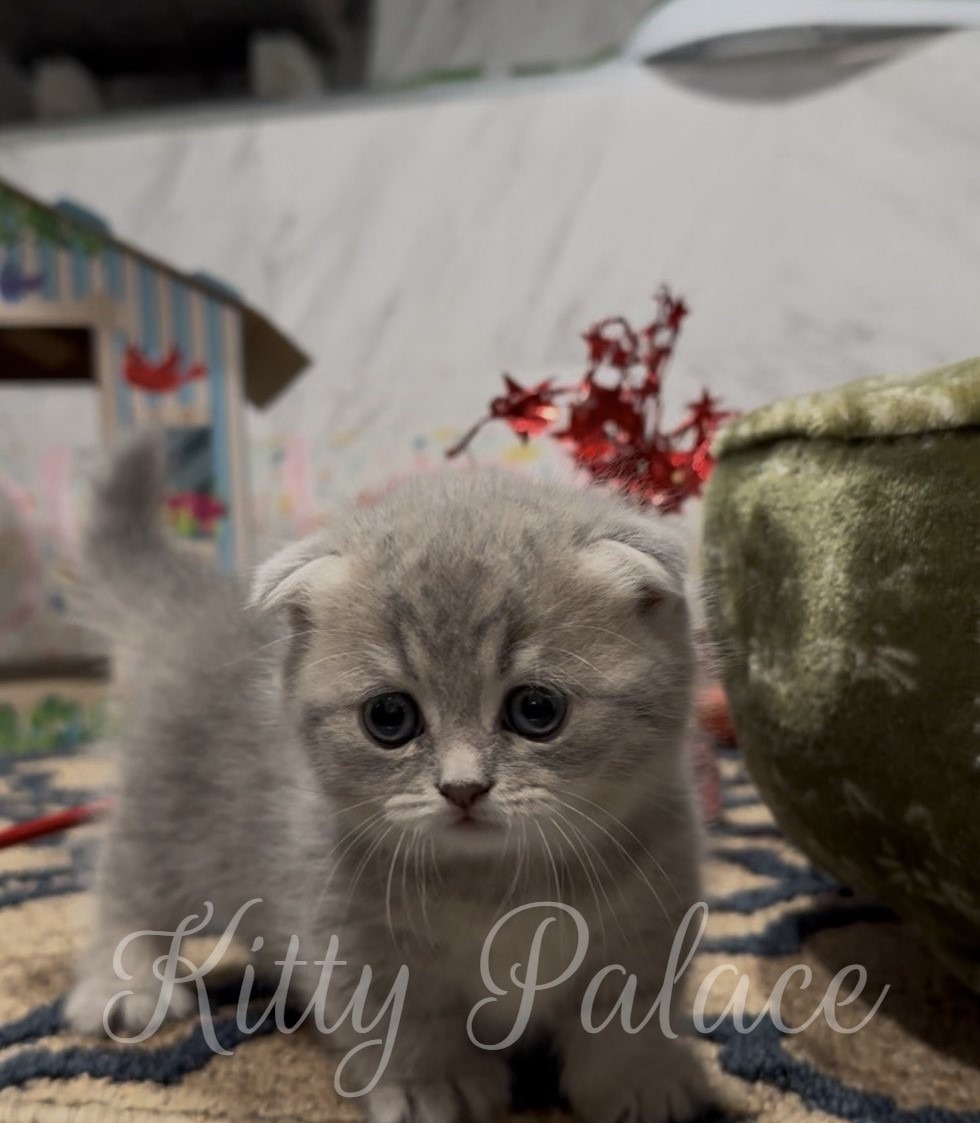 Blue Golden Munchkin Fold Kitten – Juliet with Short Legs