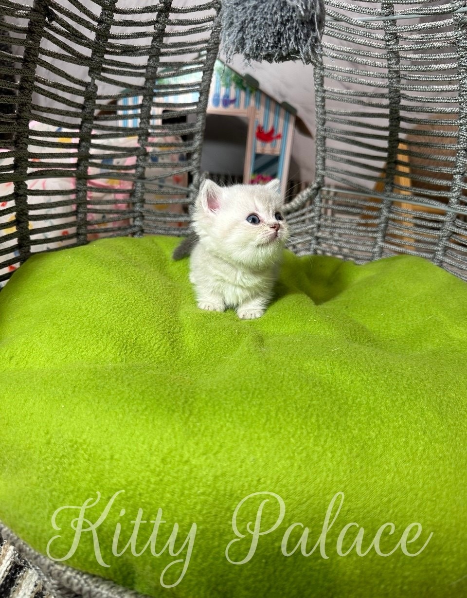 Munchkin Lilac Kitten – Star, Our Sweet Short-Legged Princess