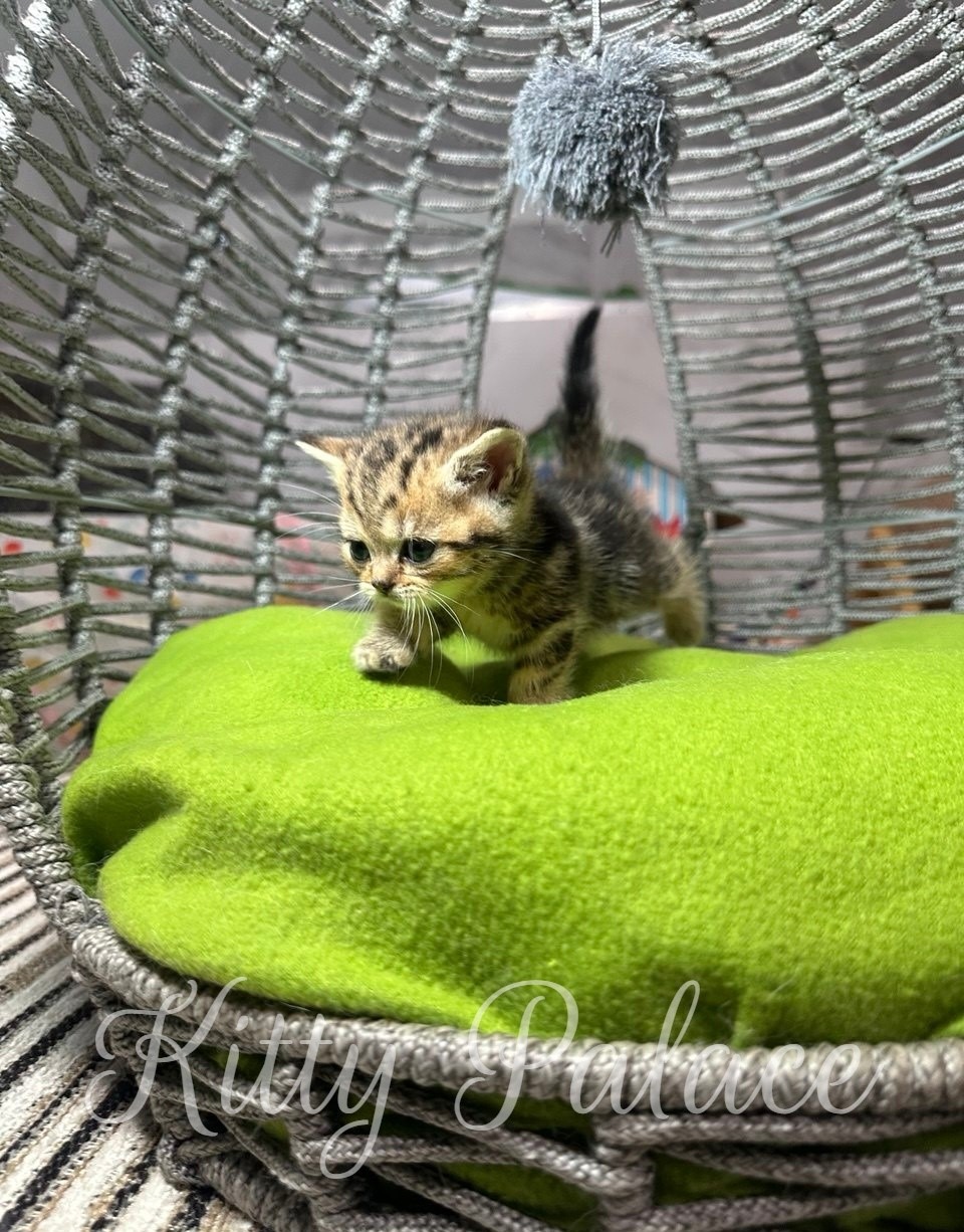 Munchkin Black Golden Marble Kitten – Meet Moana