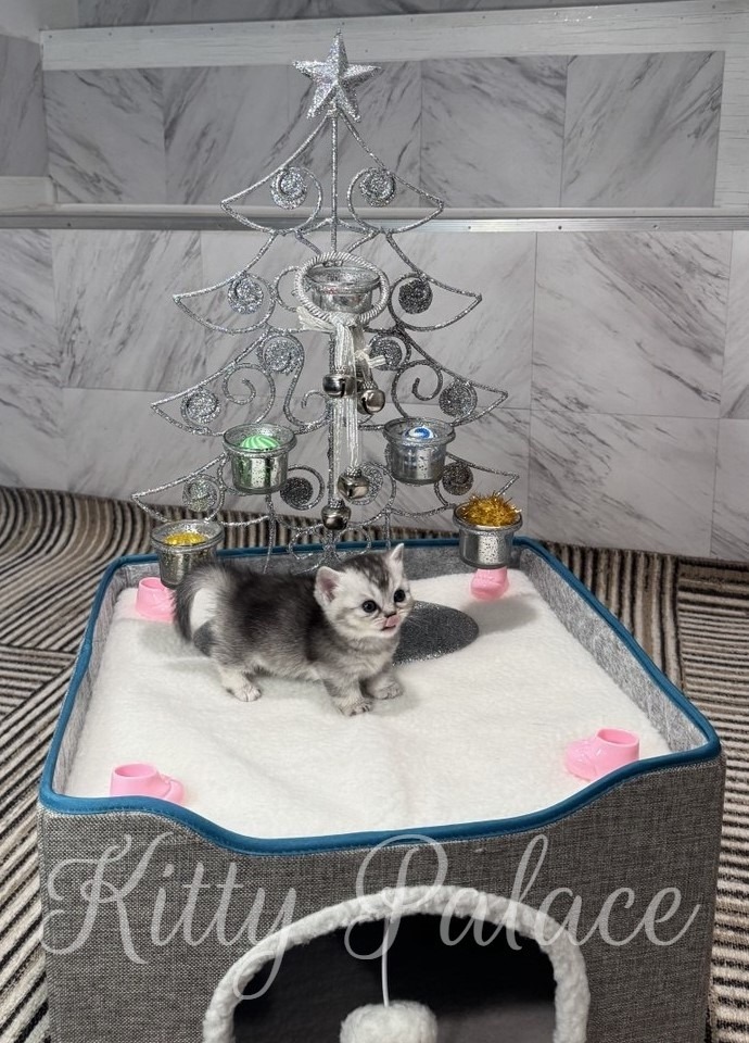 Black Silver Chinchilla Munchkin Kitten – Nica, Our Sweet Girl